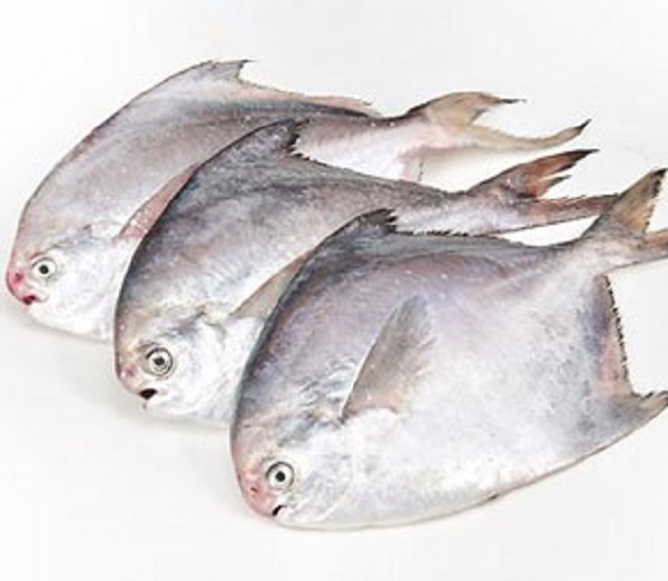 Pomfret Small